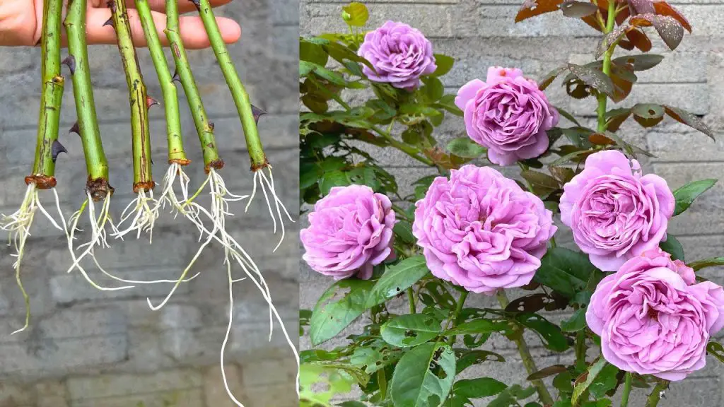 How to Cut Roses in the Country Very Effectively | Rose Garden – Garden ...