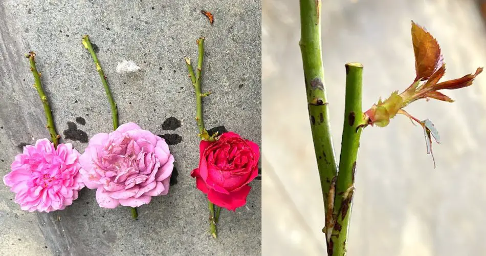 How to Graft 3 Color Roses on 1 Branch: A Guide to Rose Grafting ...