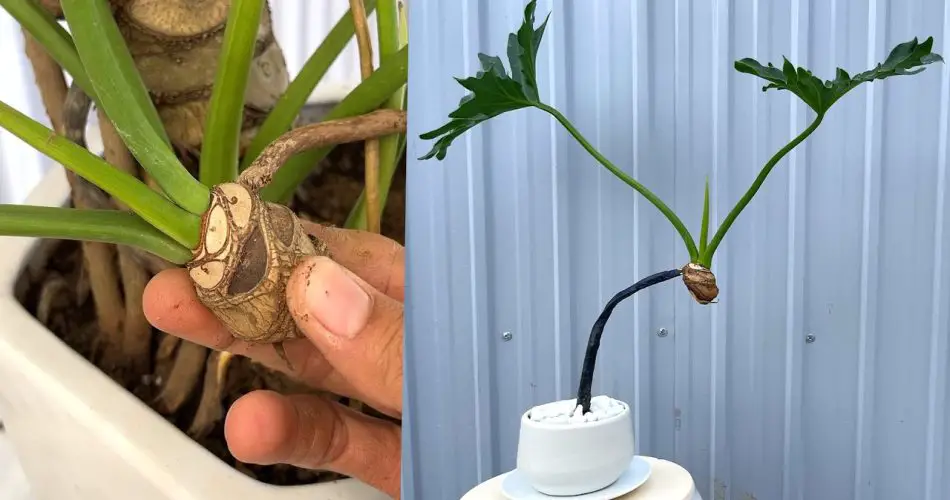 How to Breed Philodendron Selloum: A Guide to Growing the Lacy Tree ...