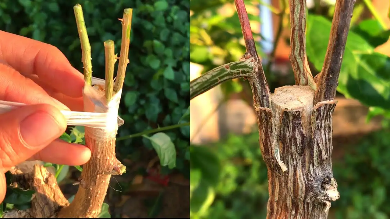 The Grafting Method: Applicable to Many Tree Species 🌳🌿 – Garden Green ...