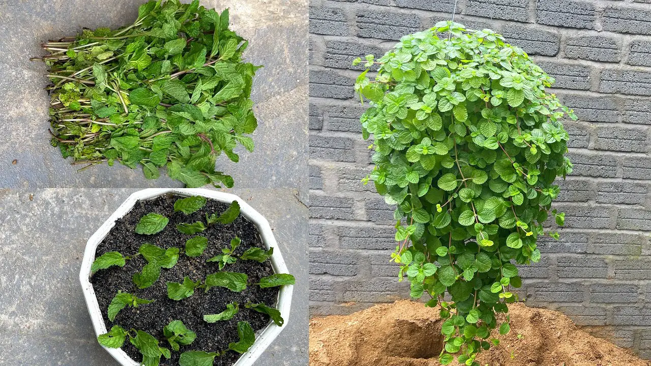 Growing Mint as an Indoor Hanging Plant: A Guide to Mint Vegetables ...