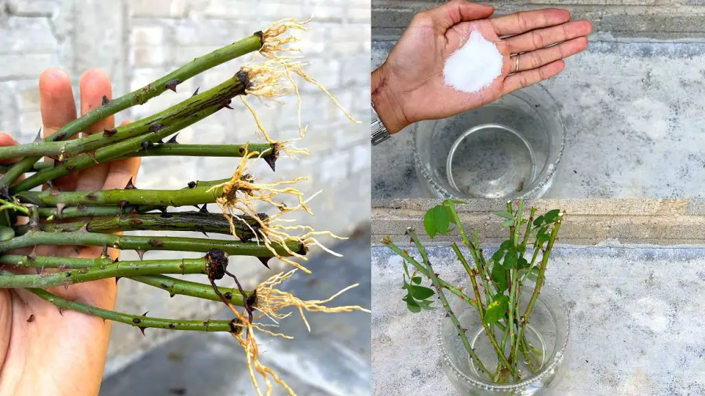 How to Cut Roses Using Mineral Water and Baking Soda – Garden Green ...