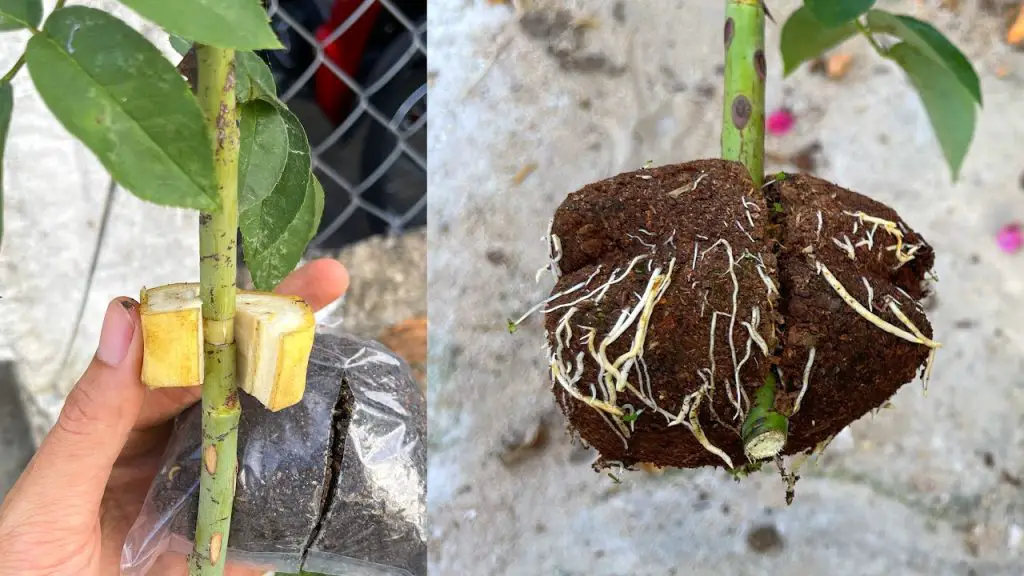 Breeding Roses: Extracting Rose Branches with Bananas – Garden Green ...