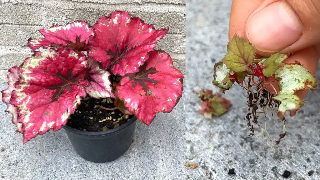 The Propagation of Begonia by Leaves: A Simple Guide to Begonia Plant ...
