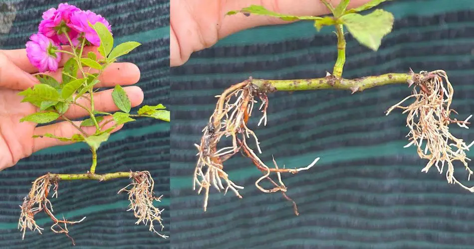 How Rose Cuttings Can Surprise You: A Guide to Planting Roses – Garden ...
