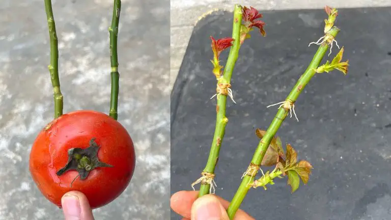 Creative Ways to Pair Roses with Tomatoes in Your Garden – Garden Green ...