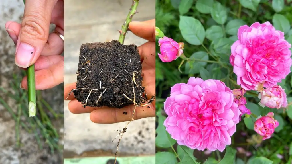 Growing Roses from Cuttings in a Recycled Milk Box: A Sustainable Way ...