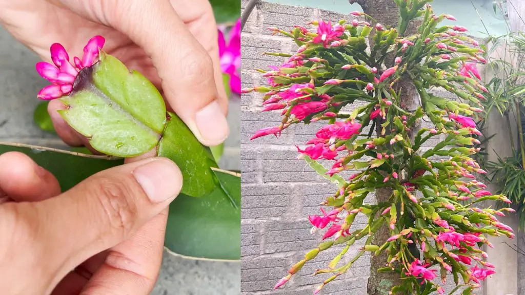 How to Graft a Giant Christmas Cactus: A Step-by-Step Guide to Cactus ...