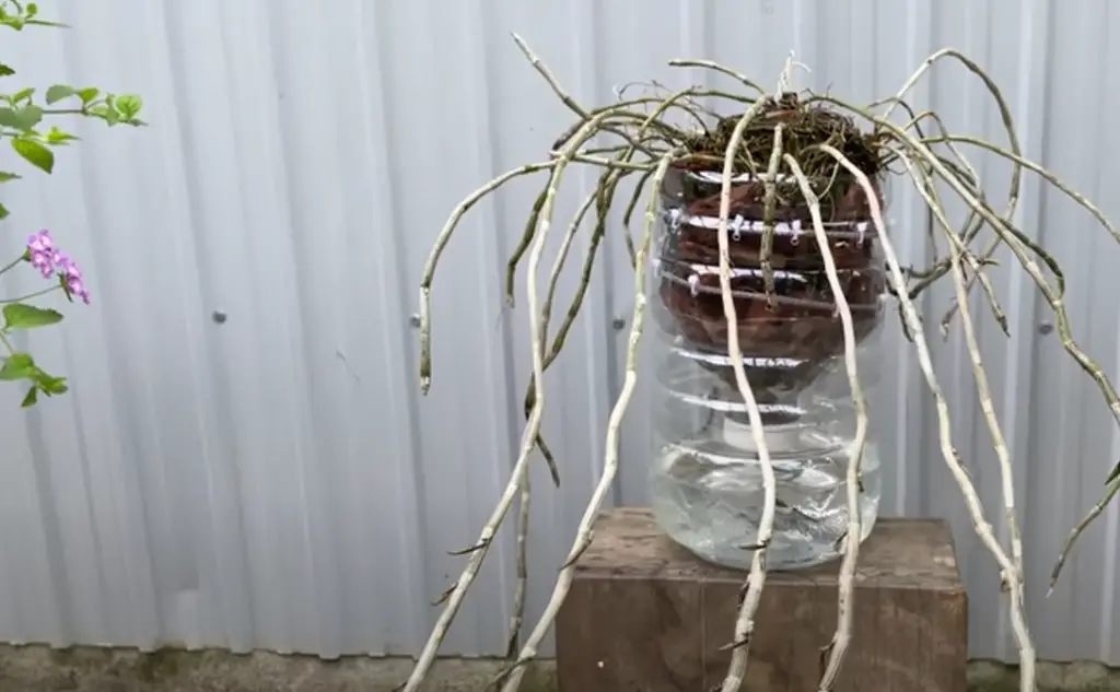 How to Make Orchid Pots with Plastic Bottles | Orchid – Garden Green ...