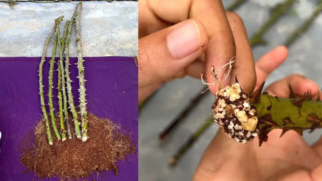How to Cut Roses Without Soil: Helping Rose Branches Take Root – Garden ...
