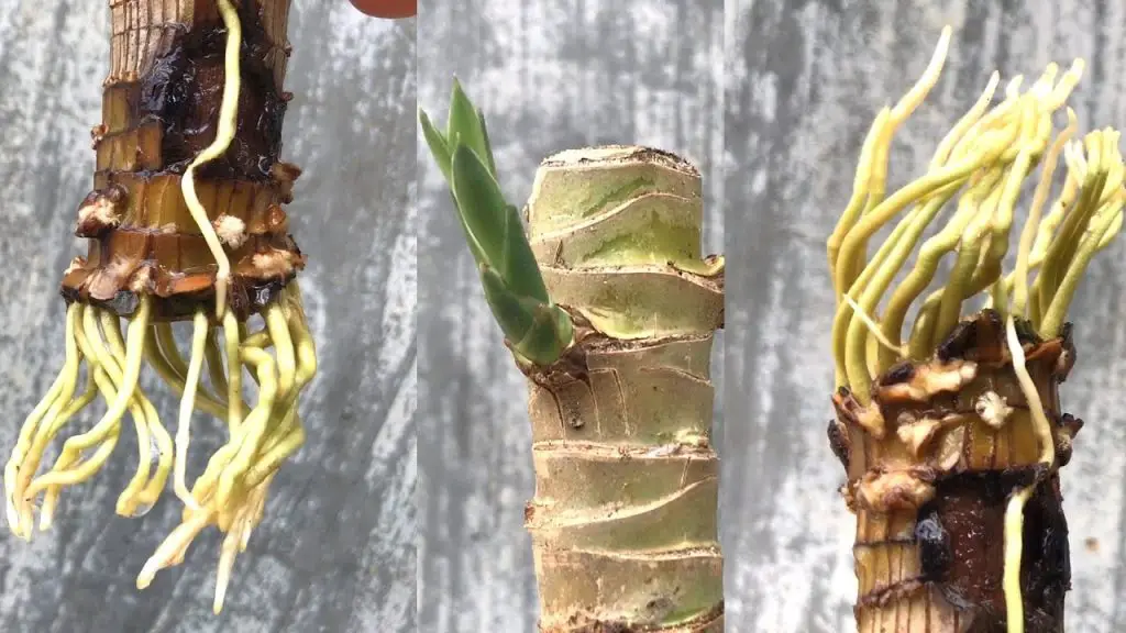 Dracaena Fragrans: How to Grow This Beautiful Plant in Water – Garden ... Dracaena Fragrans: How to Grow This Beautiful Plant in Water – Garden ...