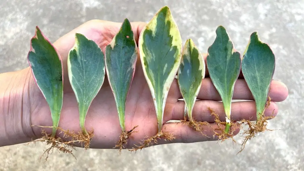 How to Multiply Plants by Leaves: A Guide to Leaf Planting – Garden ...