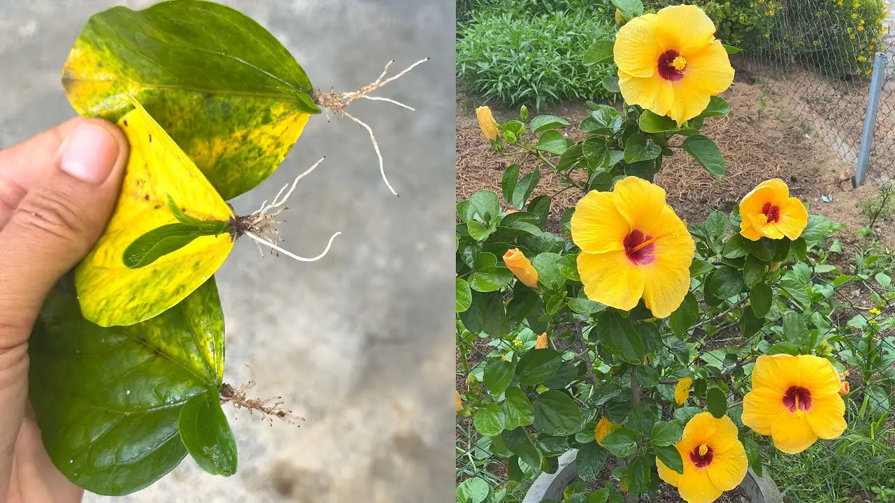How to Grow Hibiscus Flowers with Leaves: Essential Hibiscus Plant Care ...
