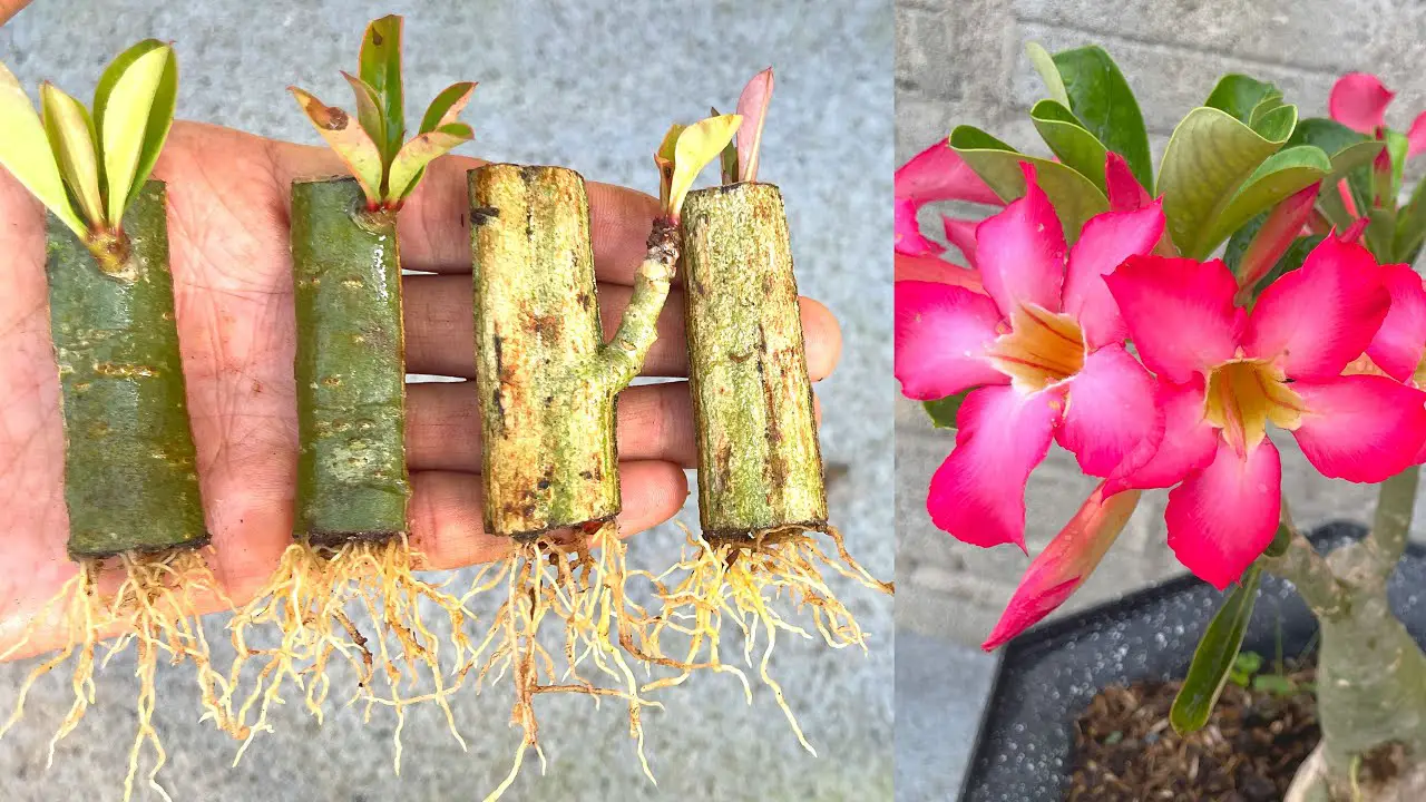 Growing Adenium Flowers: A Unique Method You Probably Don’t Know ...