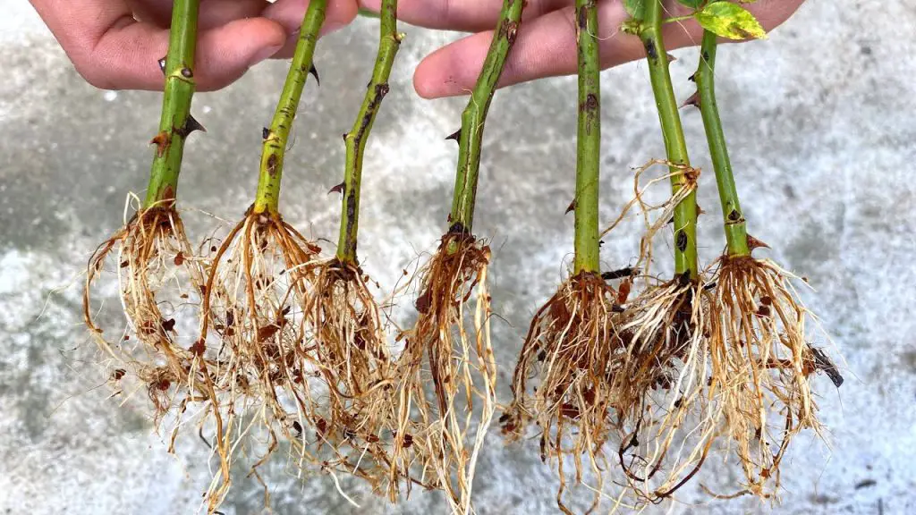 Tips for Cutting Roses in Coconut Fiber: How to Grow Roses – Garden ...