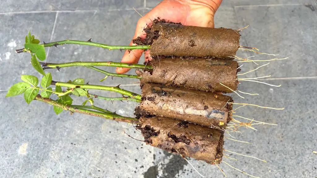 How to Buy Roses at the Market to Propagate: A Step-by-Step Guide to ...