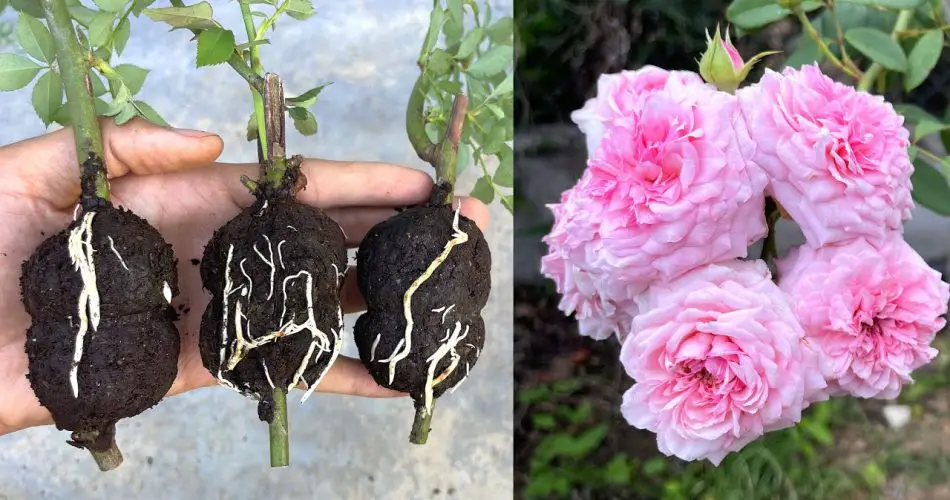 Using Coffee Grounds to Extract Rose Branches: A Natural Method for ...