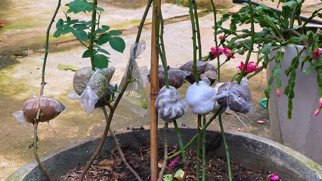 Grafting Roses with Different Materials: 10 Methods and Their Results ...