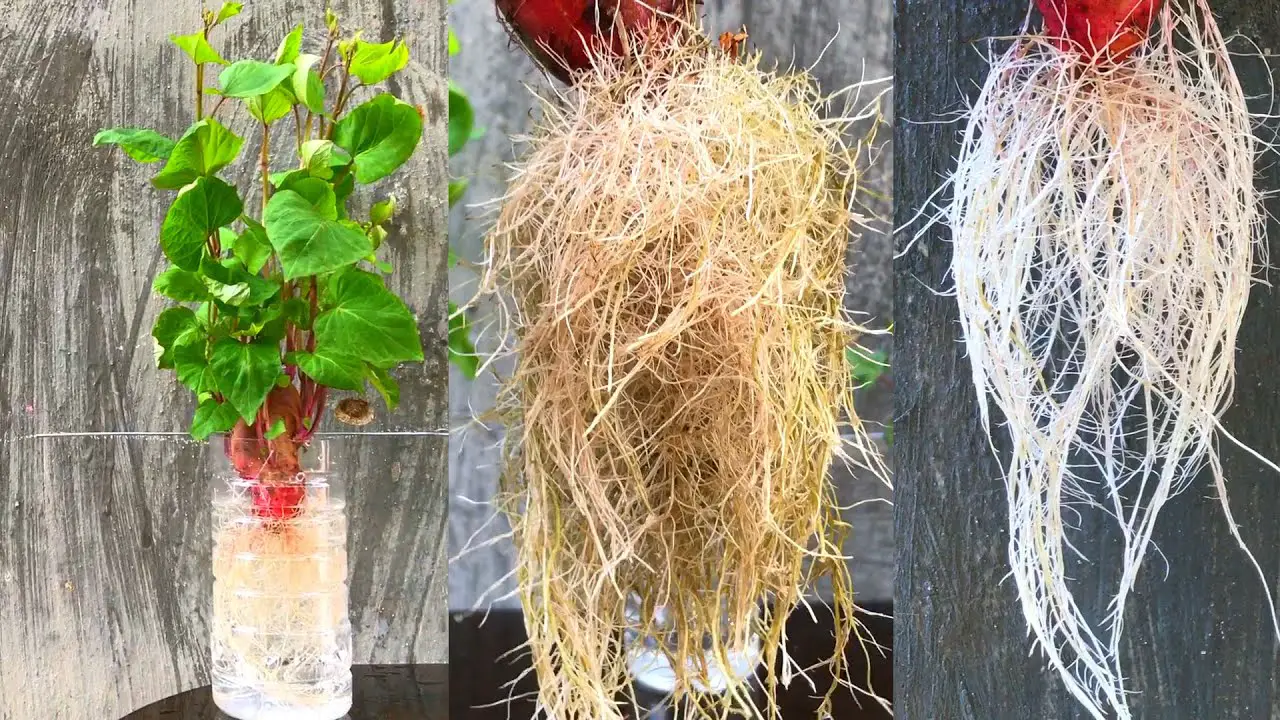 Growing Sweet Potatoes in Water: A Rooting Success! – Garden Green Insights