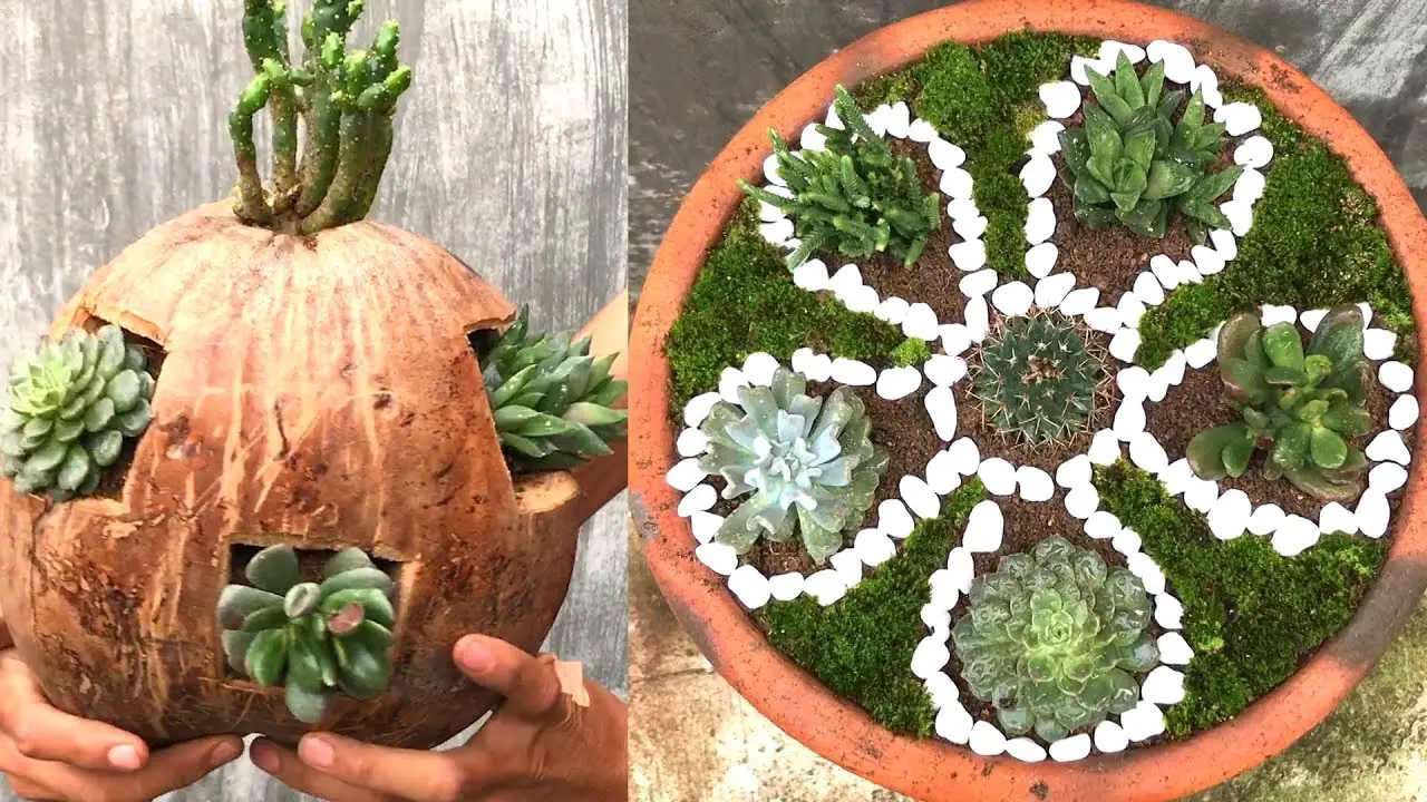 3 Unique Ways to Grow Rock Lotus for the Garden – Garden Green Insights