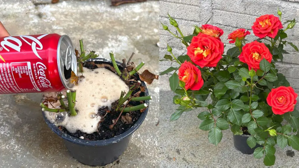 The Effect of Coca-Cola When Watering Rose Pots: A Surprising ...