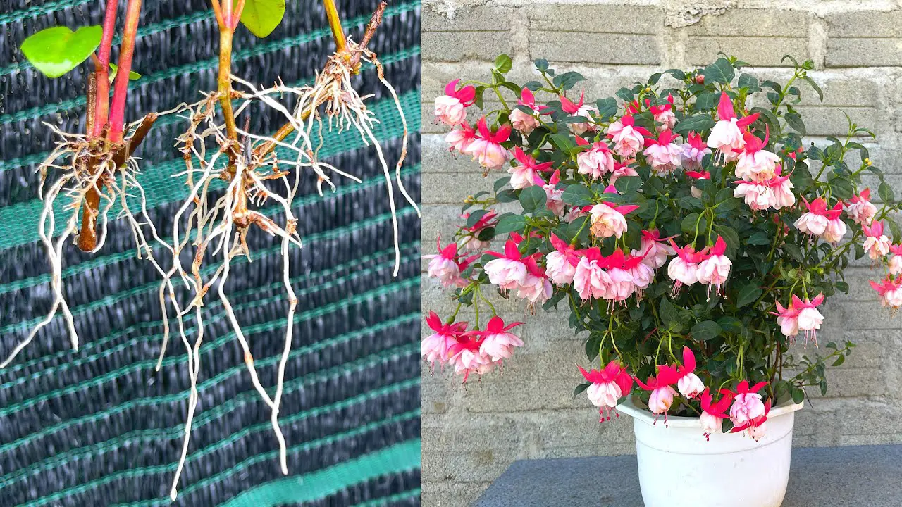 Try Growing Fuchsias in Water and in the Ground: A Simple Guide for ...