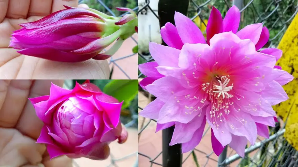 Queen of the Night (Basic Care) – How to Keep This Beautiful Flower ...
