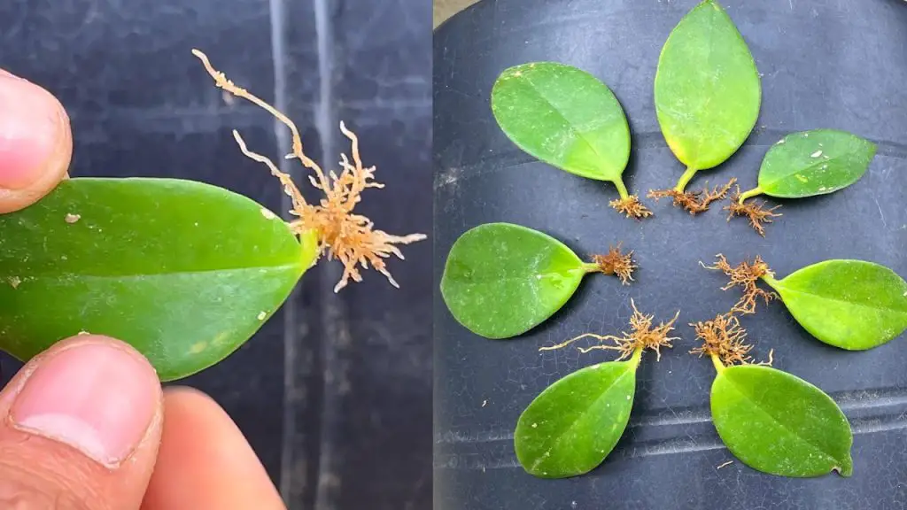 Plant Leaves and Flowers in the Sand: How to Make the Leaves Grow Roots ...