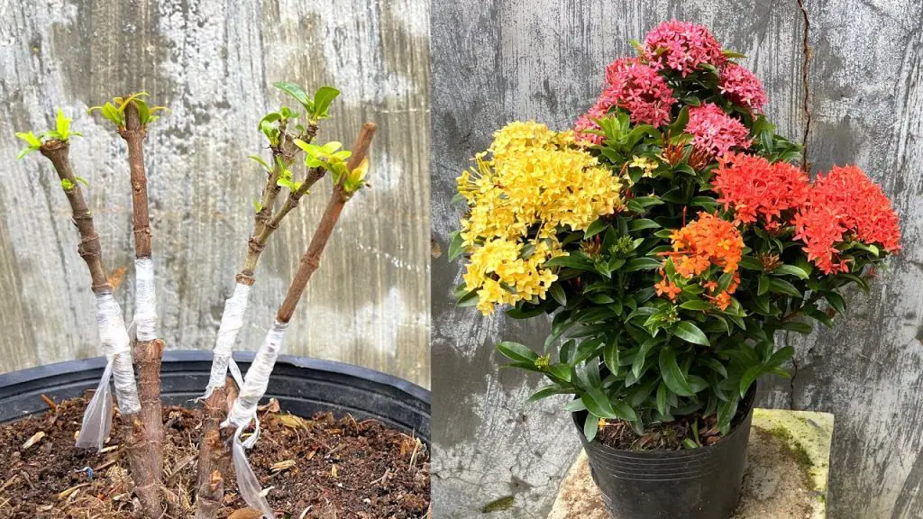 How to Combine Multi-Colored Flowers on a Tree: A Guide to Growing ...
