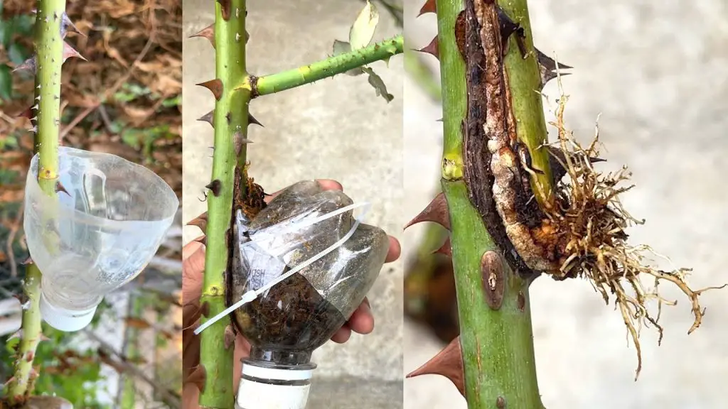 How to Propagate Roses by Cuttings: Essential Tips for a Thriving Rose ...