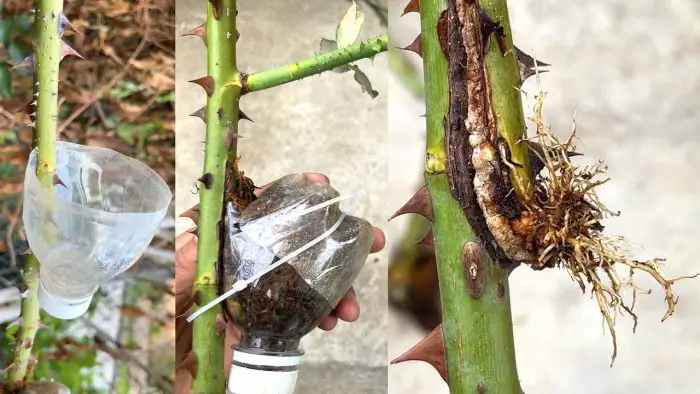 How to Propagate Roses by Cuttings: Essential Tips for a Thriving Rose ...