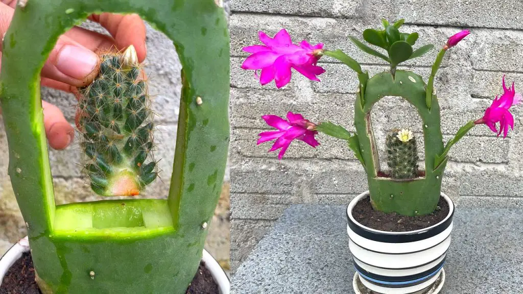 Try Matching 3 Types of Cactus Together for a Stunning Christmas Cactus ...