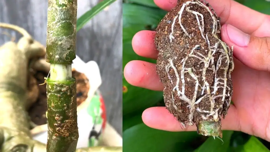 How to Extract Abundant Roots from Your Adenium Plant – Garden Green ...