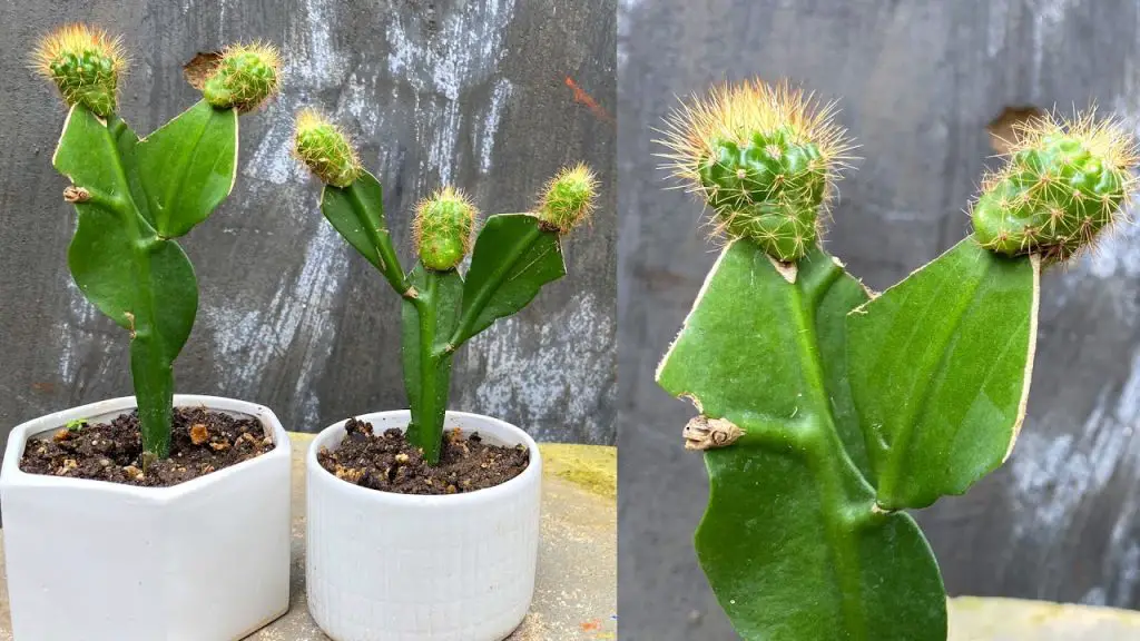 How to Transplant Cacti: Grafting the Cactus into the Epiphyllum Plant ...