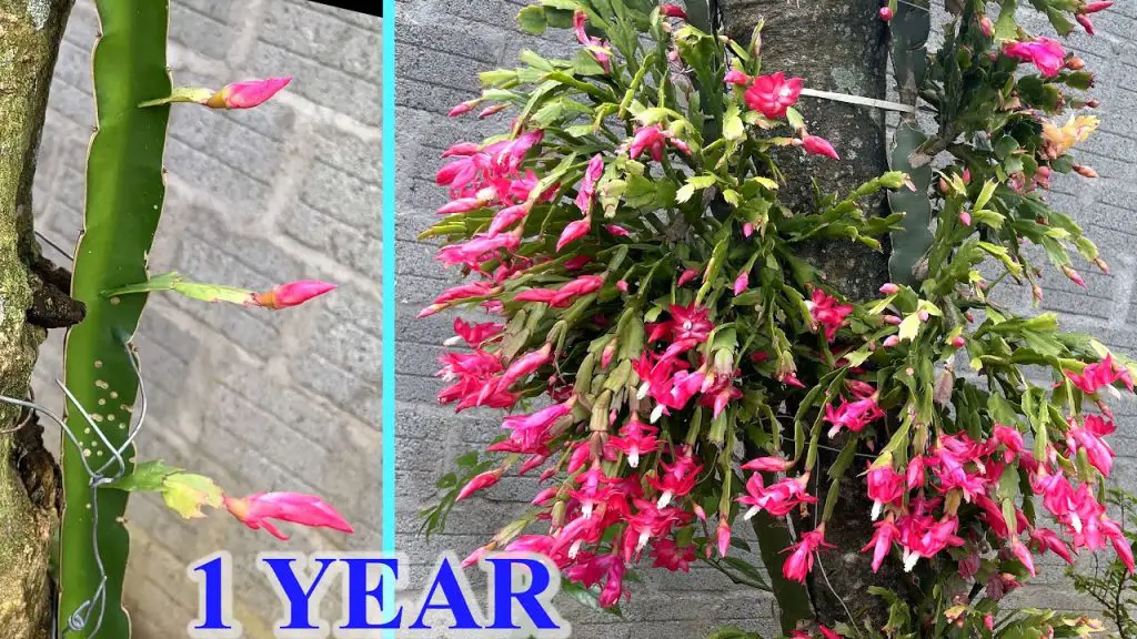 Christmas Cactus Flower Grafting: A Guide to Successful Propagation ...