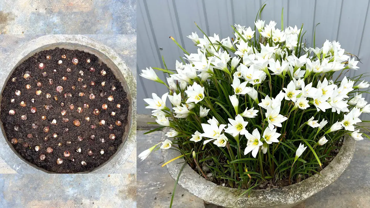 How to Grow White Rain Lily with Bulbs: A Guide to Cultivating ...
