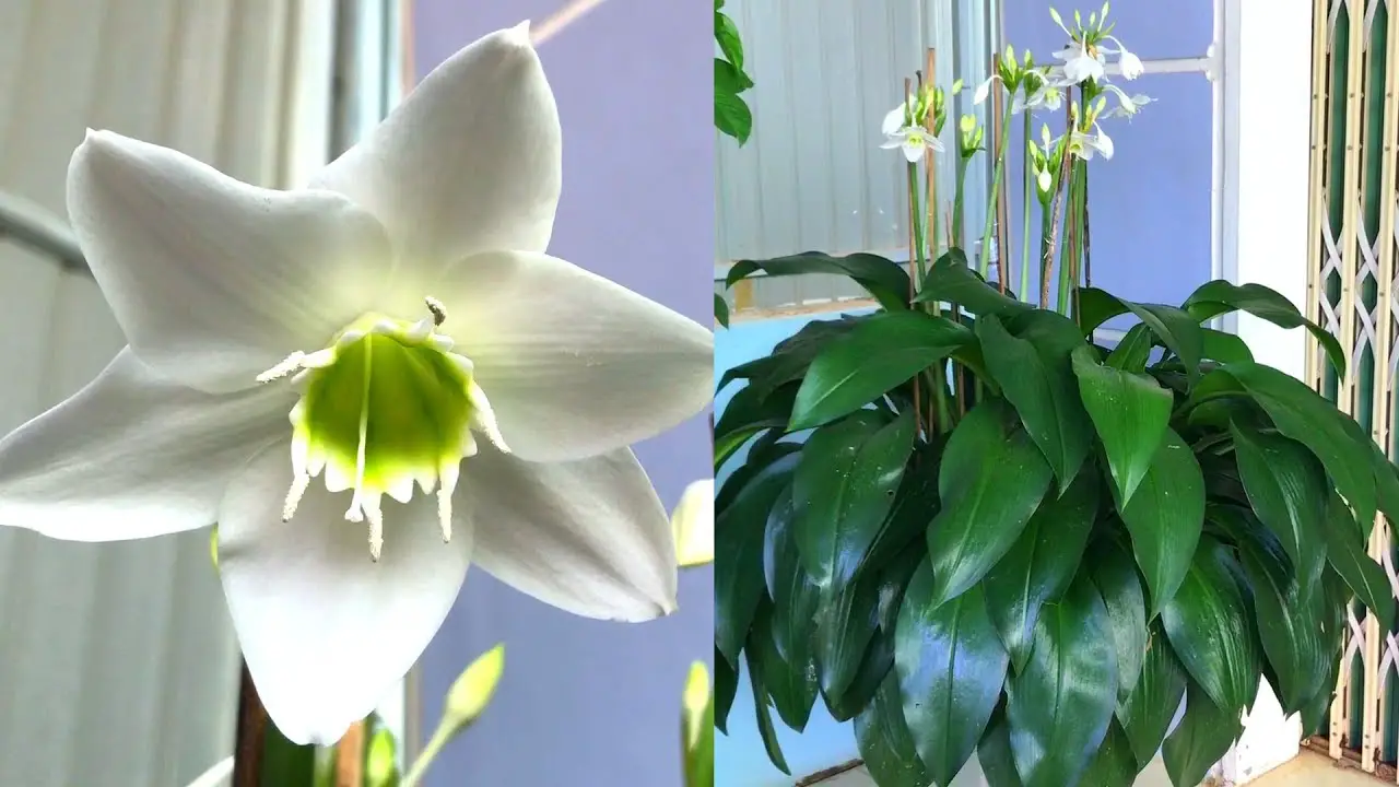 How to Plant Eucharis Grandiflora | Amazon Lily Care and Tips – Garden ...