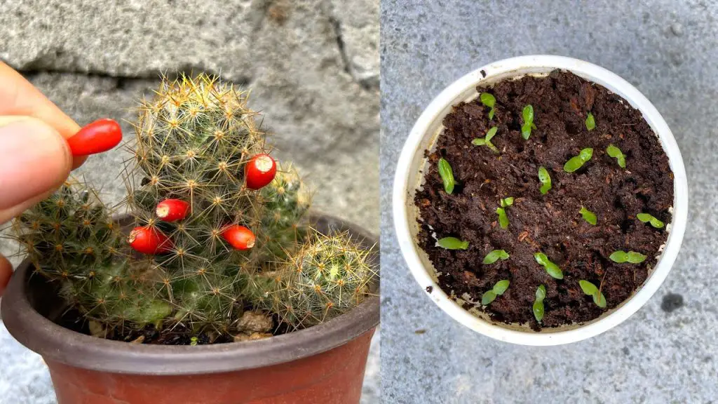 How to Grow Cactus from Seeds with Unexpected Success: A Simple Guide ...