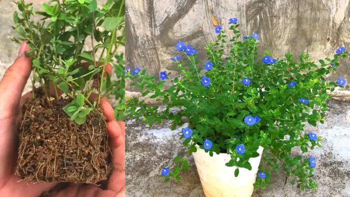 How to Propagate Blue Daze Flowers with Cuttings and Grow a Thriving ...