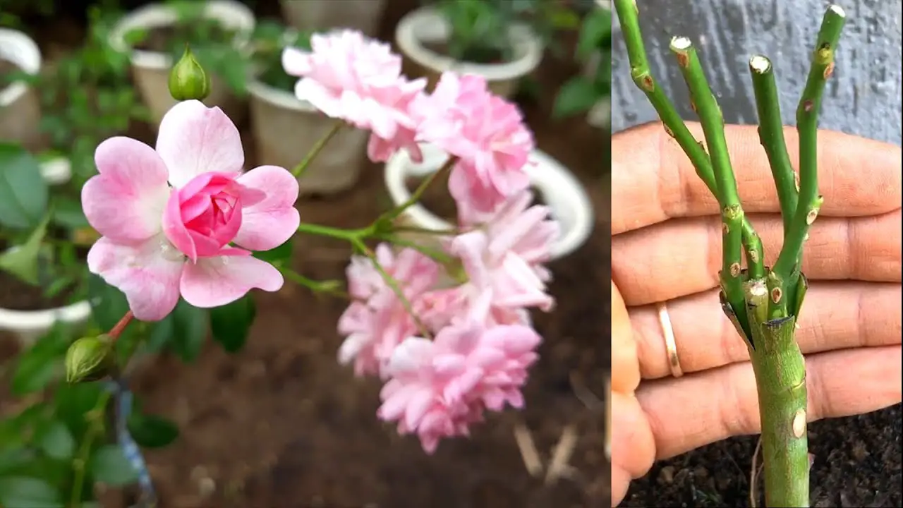 How to Grow Mini Roses: A Complete Guide to Growing These Beautiful ...