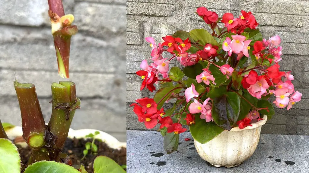 How to Pair 2 Flower Colors on the Same Tree: A Simple Guide for ...