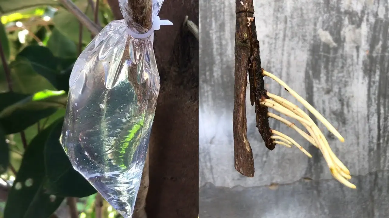 How to Extract Plants with Water for Abundant Roots: A Simple Guide ...