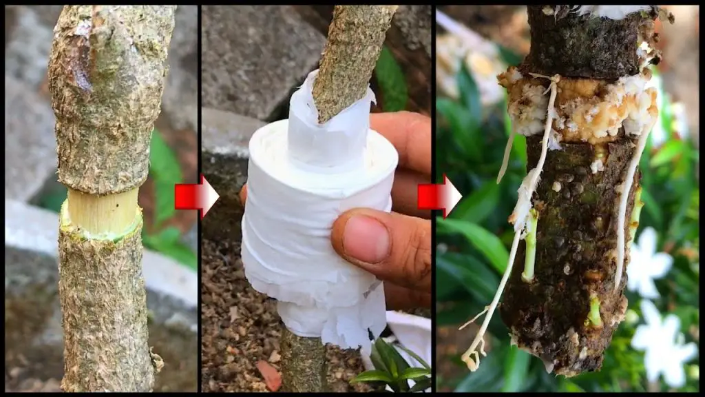 Try Extracting a Tree with Toilet Paper: The Surprising Results Are ...