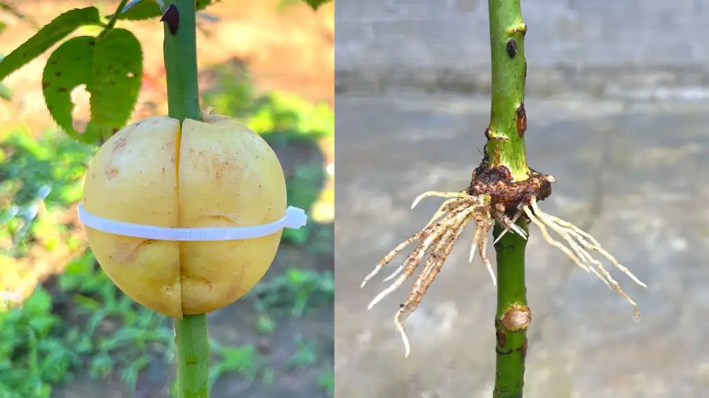 You Will Be Surprised to Know the Effect of Potatoes in Extracting ...