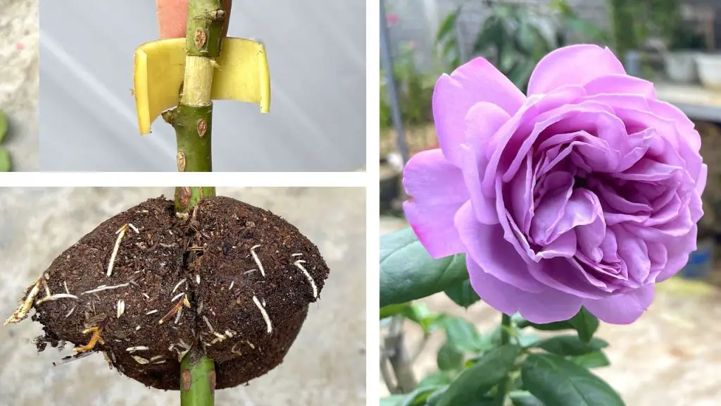 Try Rooting Roses with Potatoes: A Simple and Effective Method for Your ...