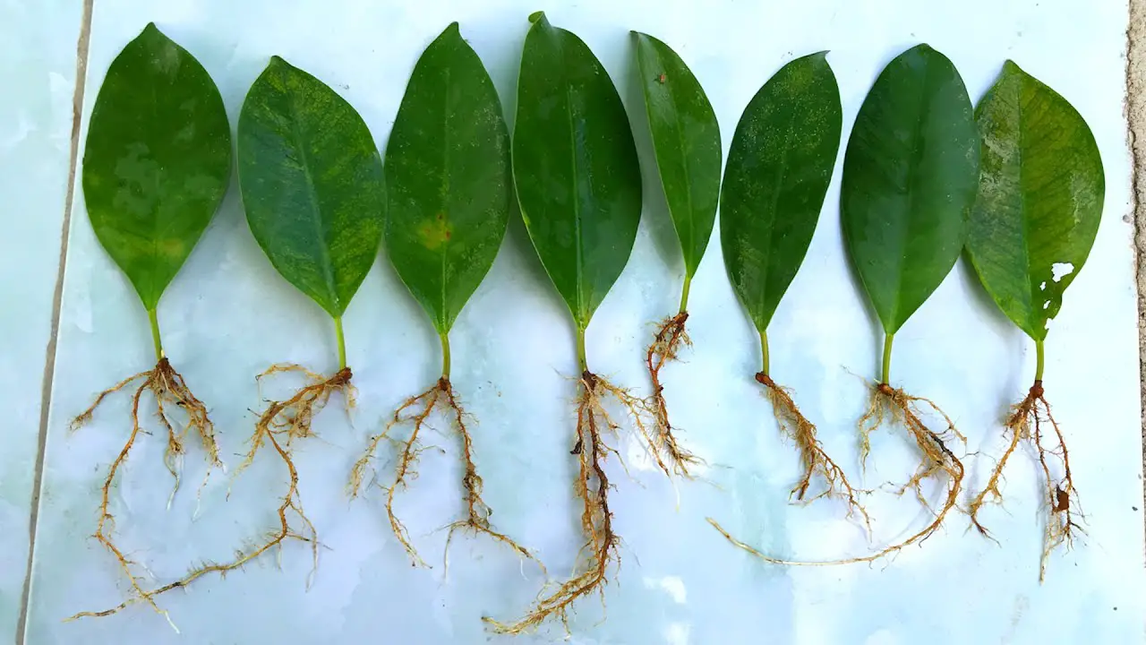 Miraculous Nature: Rooted Leaves | How Leaves Can Grow Roots – Garden ...