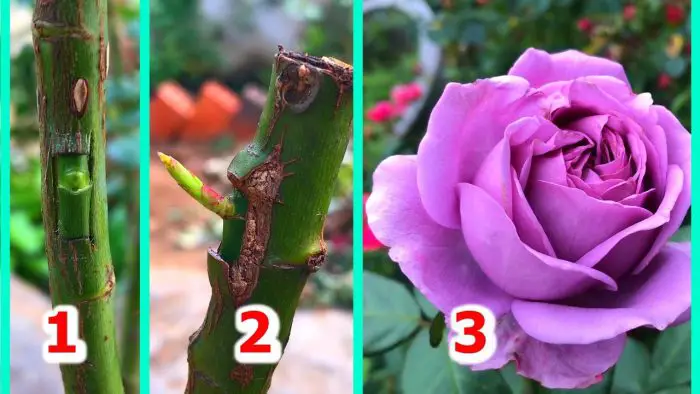 How to Graft Eyes on a Rose Tree: A Step-by-Step Guide – Garden Green ...