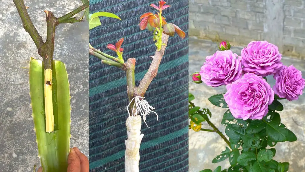 How to Propagate a Purple Rose Stem with Aloe Vera: A Step-by-Step ...
