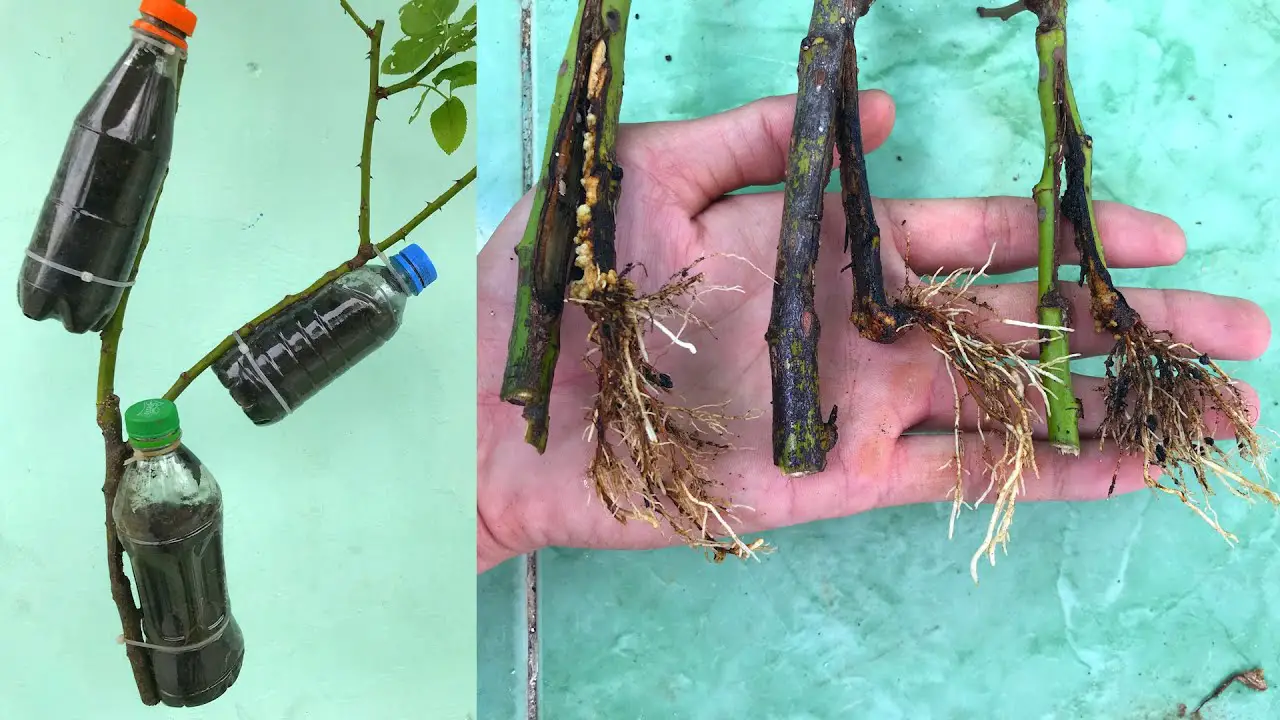How to Propagate Roses Using Plastic Bottles | A Simple and Effective ...