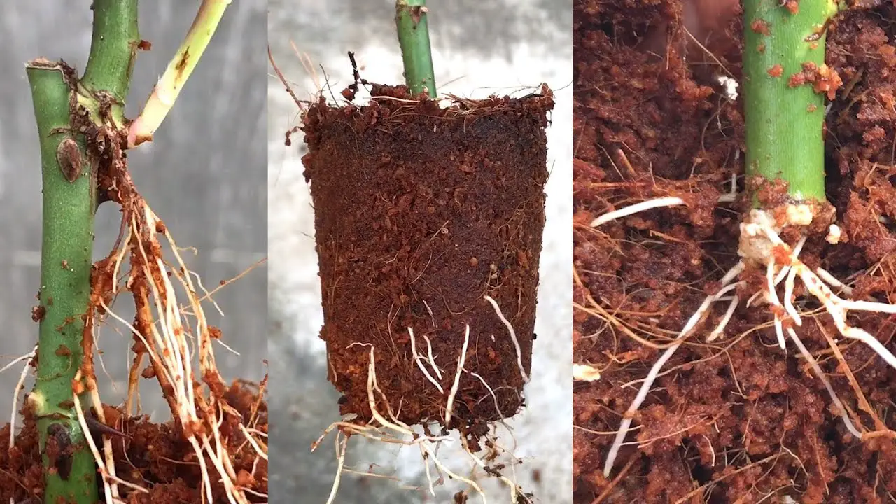 Planting Roses with Branches is Easy: A Step-by-Step Guide to Growing ...